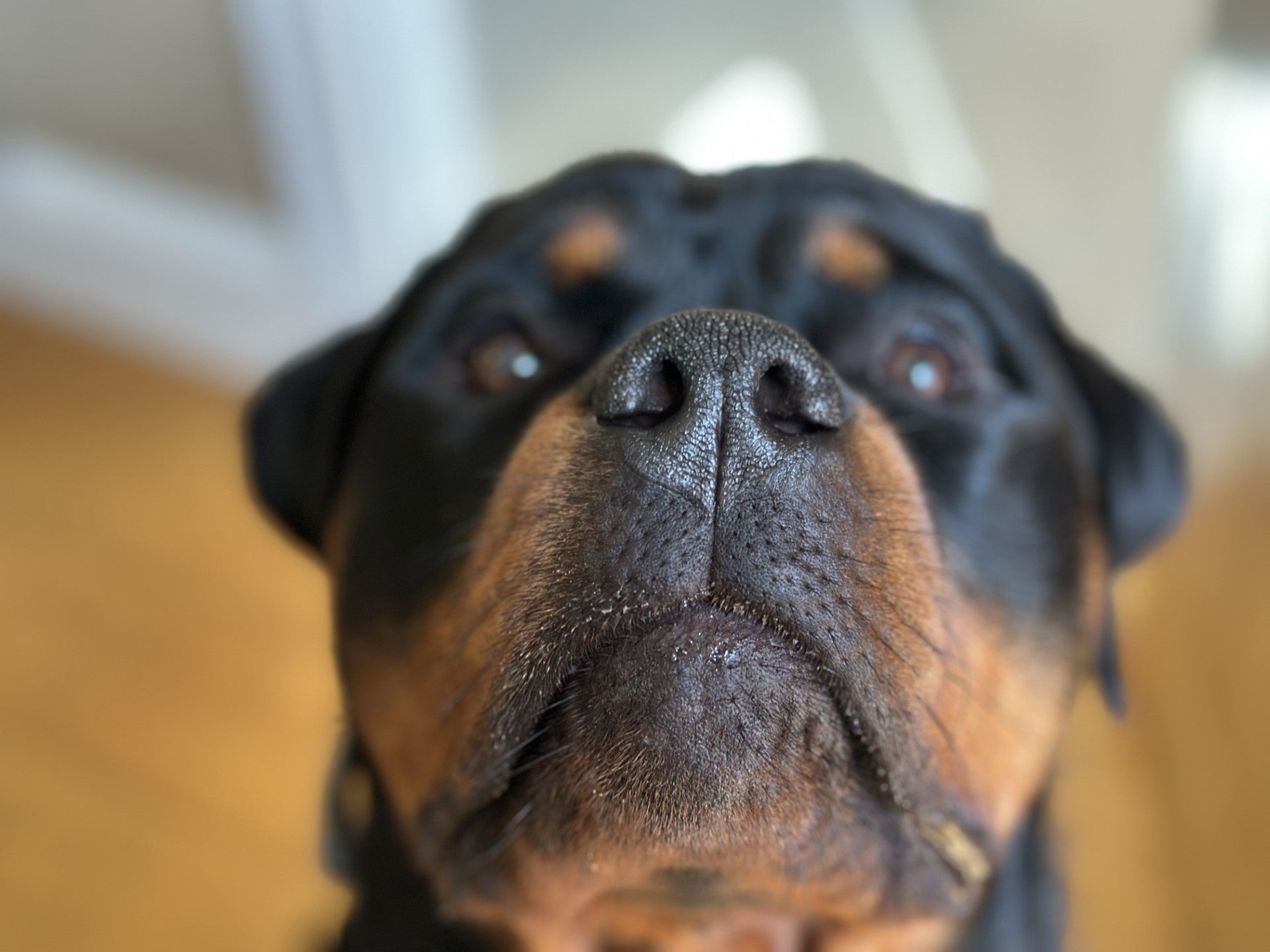 New Bugalugs Products Are Here — And I’ve Had a Taste! – Woogle Wares